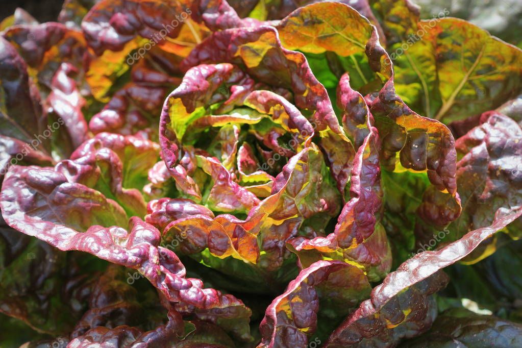 Cabeza roja de lechuga creciendo en el jardín, creciendo. Comida ...
