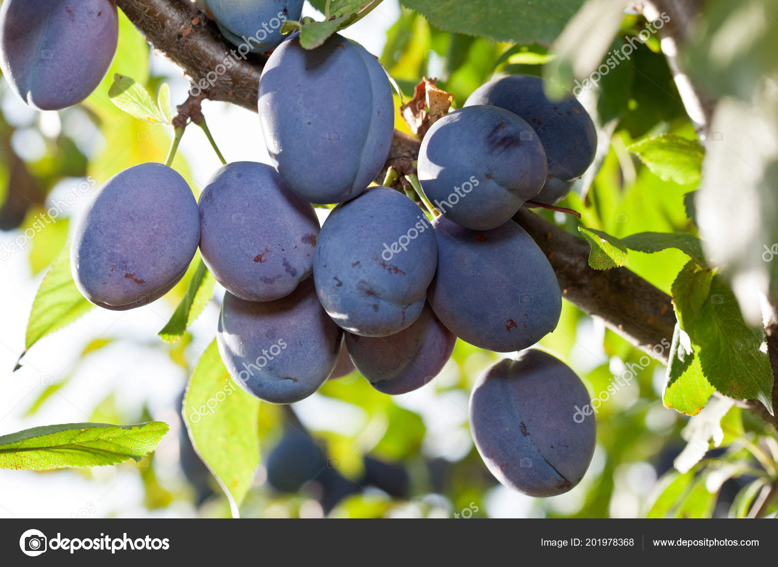 Plums Tree Garden Fruit Background Stock Photo by ©Valentyn_Volkov ...
