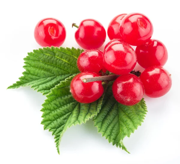 Manchu cherry Stock Photos, Royalty Free Manchu cherry Images ...