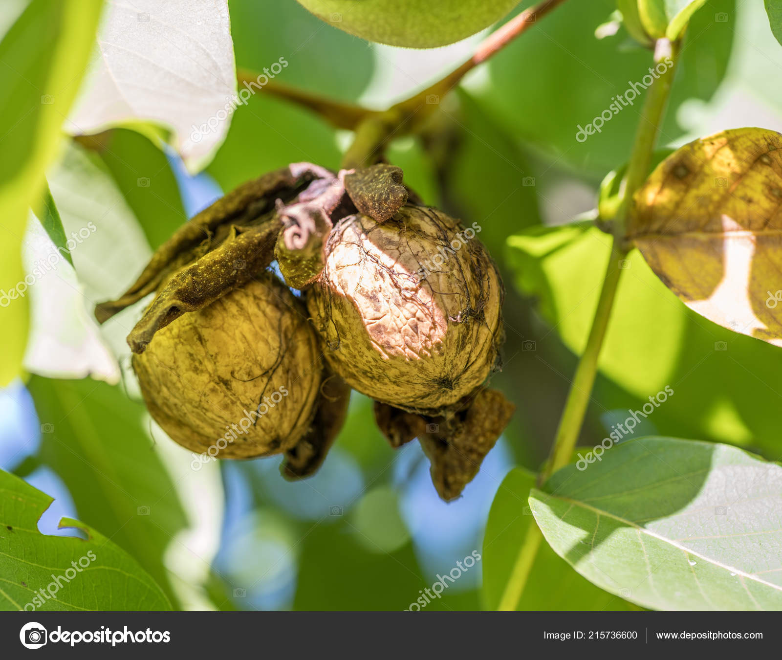 Walnut Branch Walnut Tree Falls Out Shell Sunny Autumn Day Stock Photo ...