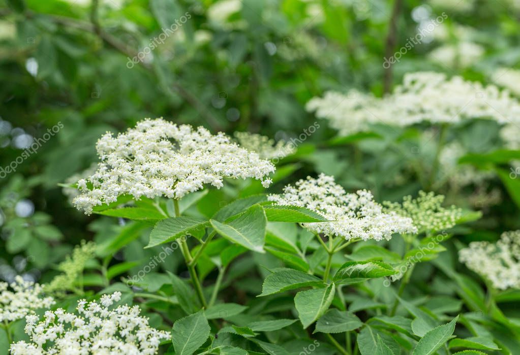 Árbol de saúco en flor. Fondo de naturaleza. 2022