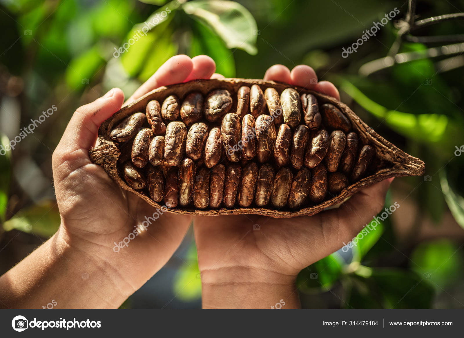 Cocoa pods with dry cocoa beans in the male hands. Nature backgr ...
