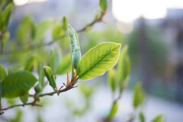 Close Tree Branch Green Leaves Daylight — Stock Photo © AntonMatyukha ...