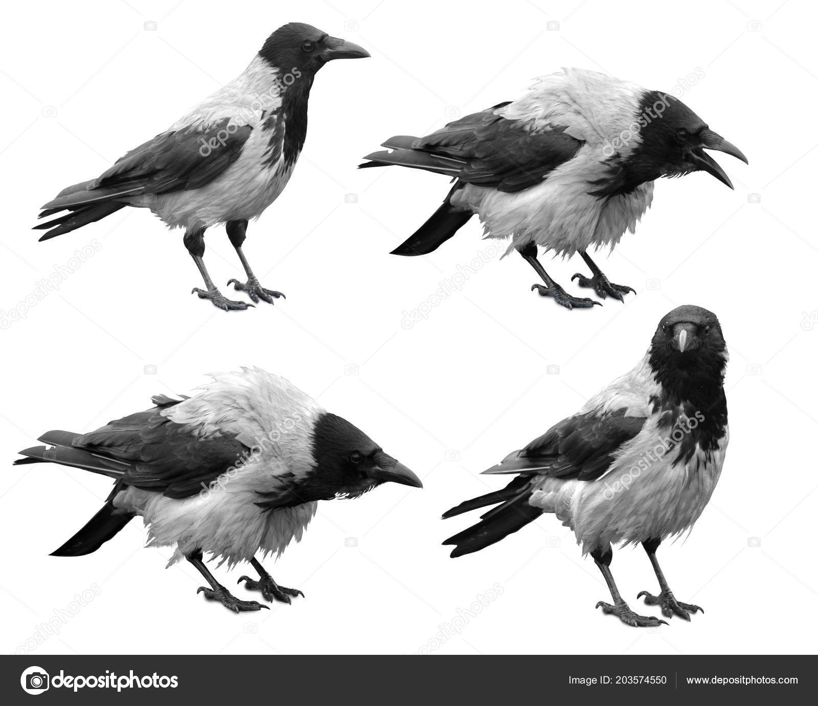 Big Black Wild Raven White Background — Stock Photo © grynold #203574550