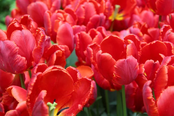 Multicolored tulips on a sick flower bed in nature - Stock Image ...