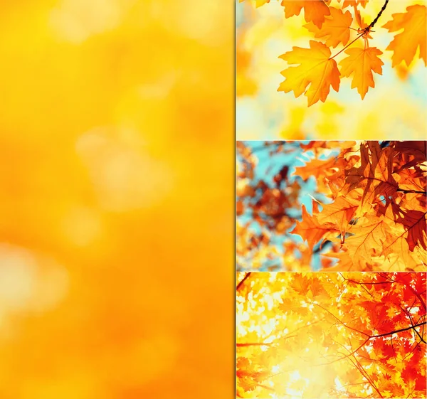 Fall backgrounds Stock Photos, Royalty Free Fall backgrounds Images ...