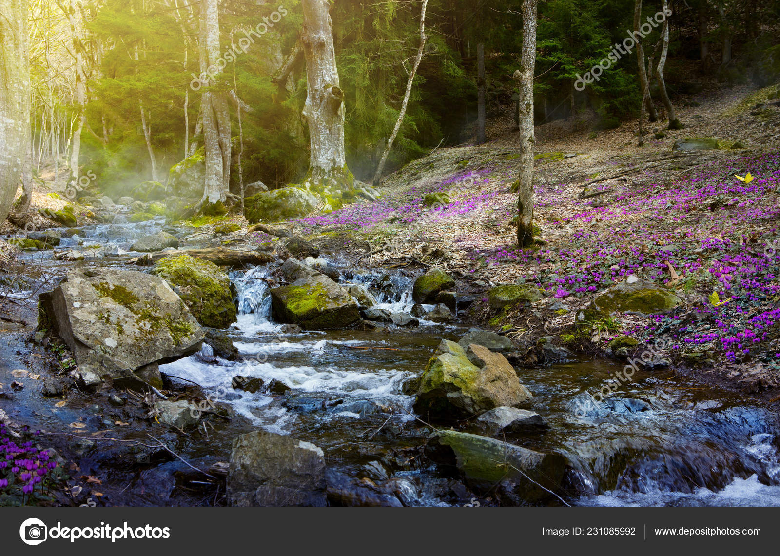 Mountain Stream With Flowers