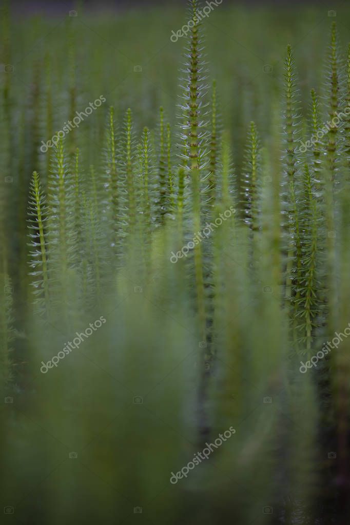 Cola de liebre (Hippuris vulgaris) planta acuática 2022