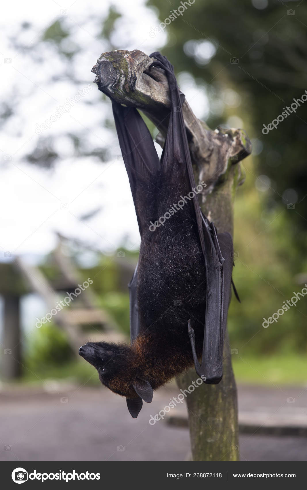 Large Flying Fox Fruit Bat Pteropus Vampyrus Hanging Tree Bali Stock ...