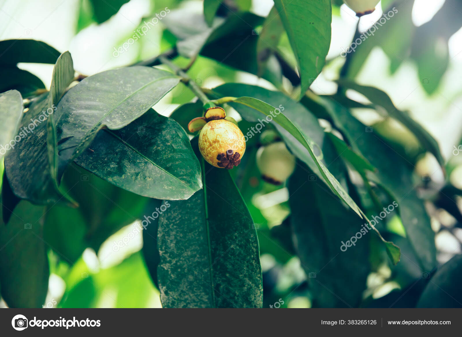 Closeup Mangosteen Fruit Tree Bali Island Indonesia Stock Photo by ...