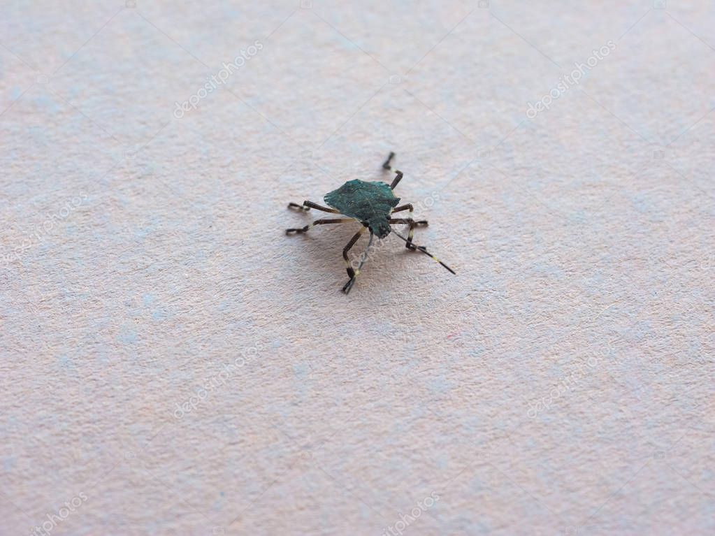 insecto escudo verde animal de clase Insecta (insectos) 2022