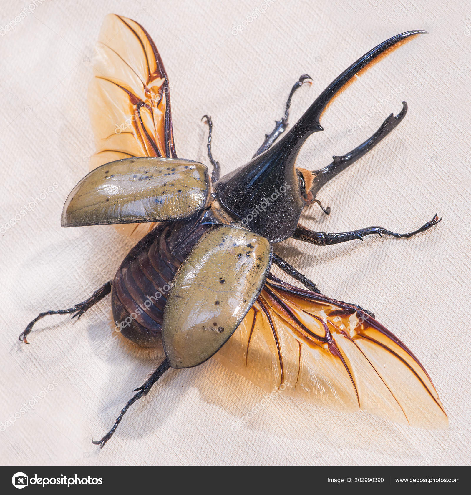 Eastern Hercules Beetle Flying