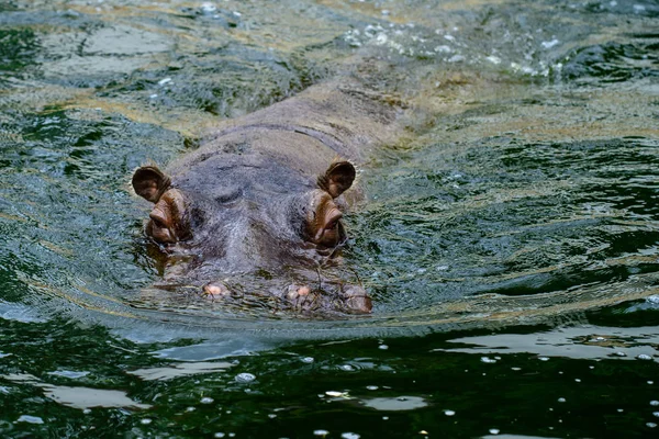 Hippopotamus underwater Stock Photos, Royalty Free Hippopotamus ...