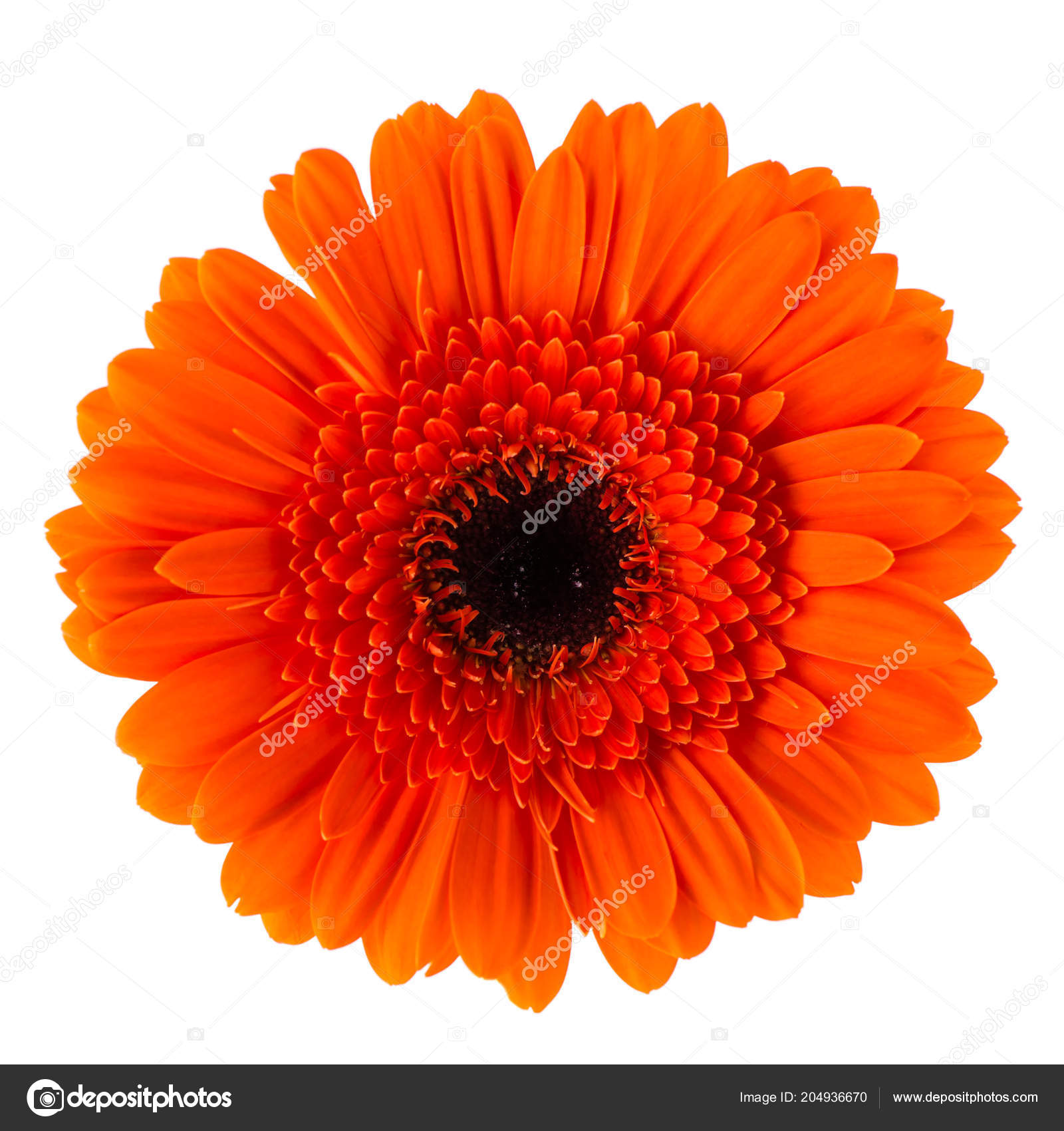 Colored gerbera macro isolated on white ⬇ Stock Photo, Image by ...