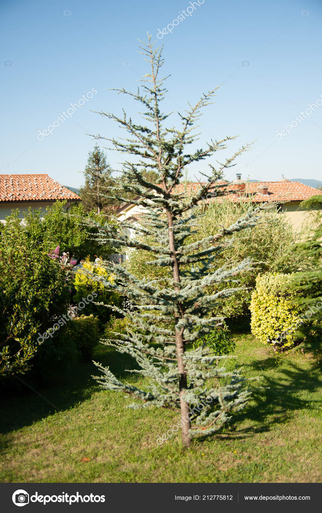 Silver Spruce Growing Garden Park — Stock Photo © samotrebizan #212775812