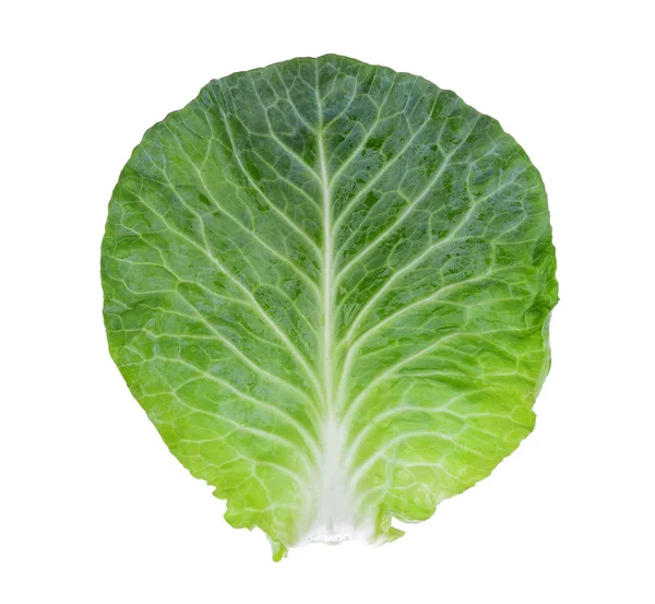 Cabbage Leaf Illustration