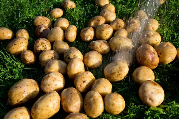 Washing potatoes Stock Photos, Royalty Free Washing potatoes Images ...