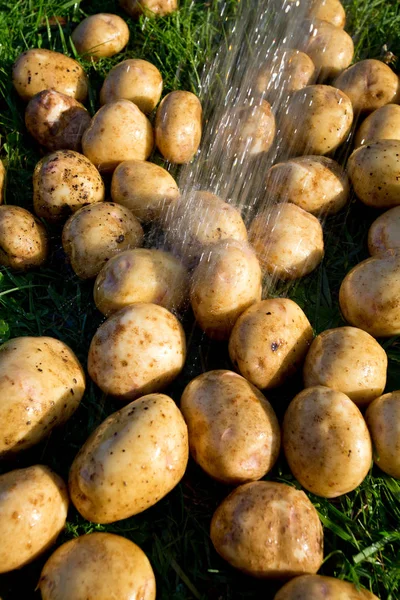 Washing potatoes Stock Photos, Royalty Free Washing potatoes Images ...