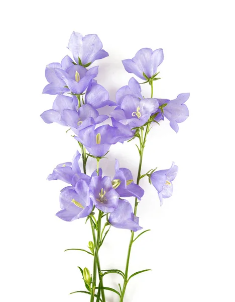 Bell Flowers Border — Stock Photo © Subbotina #10681437