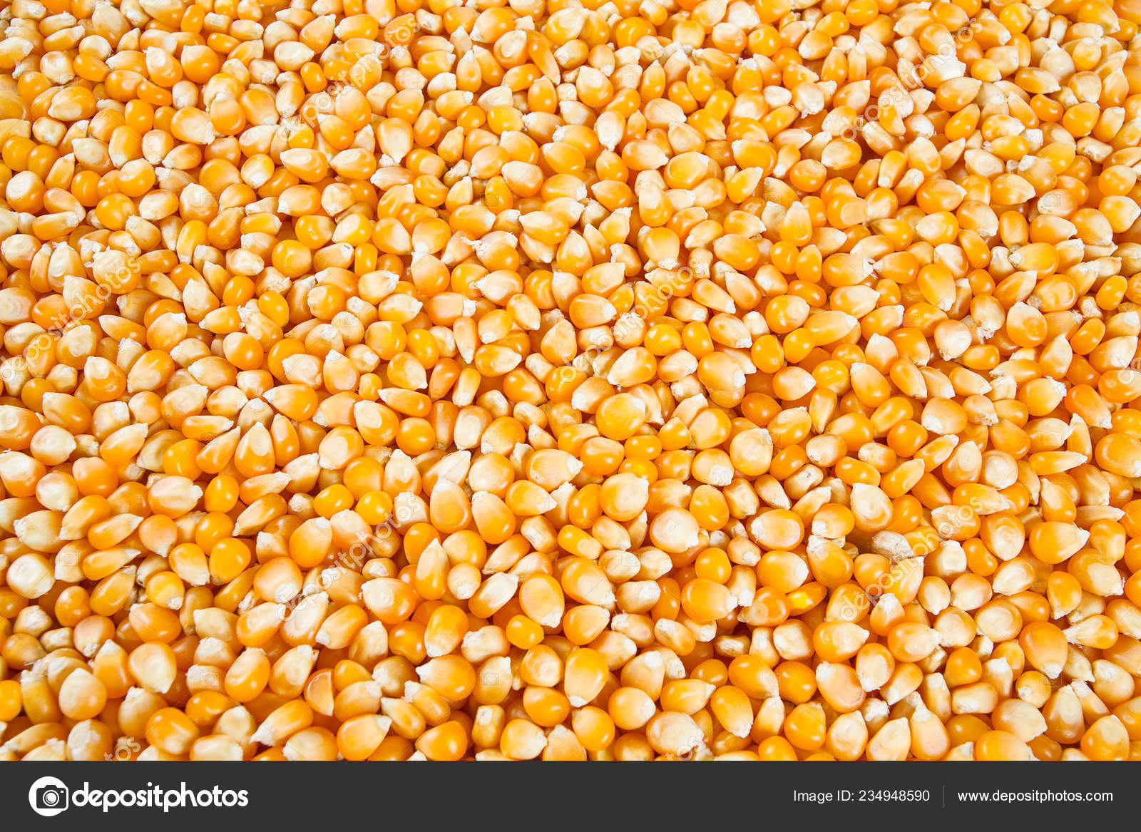 Dried Corn Kernel