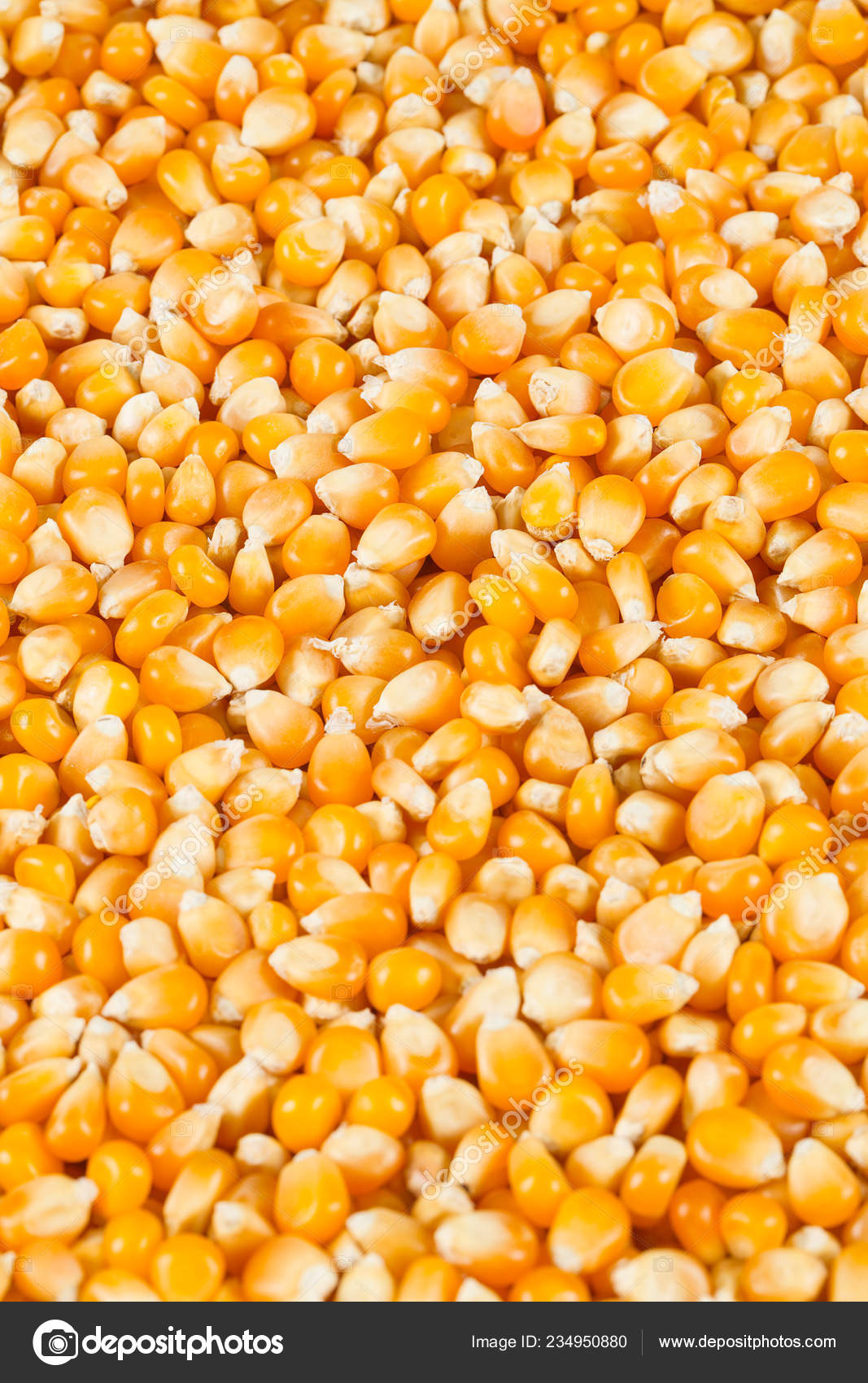 Dried Corn Kernel