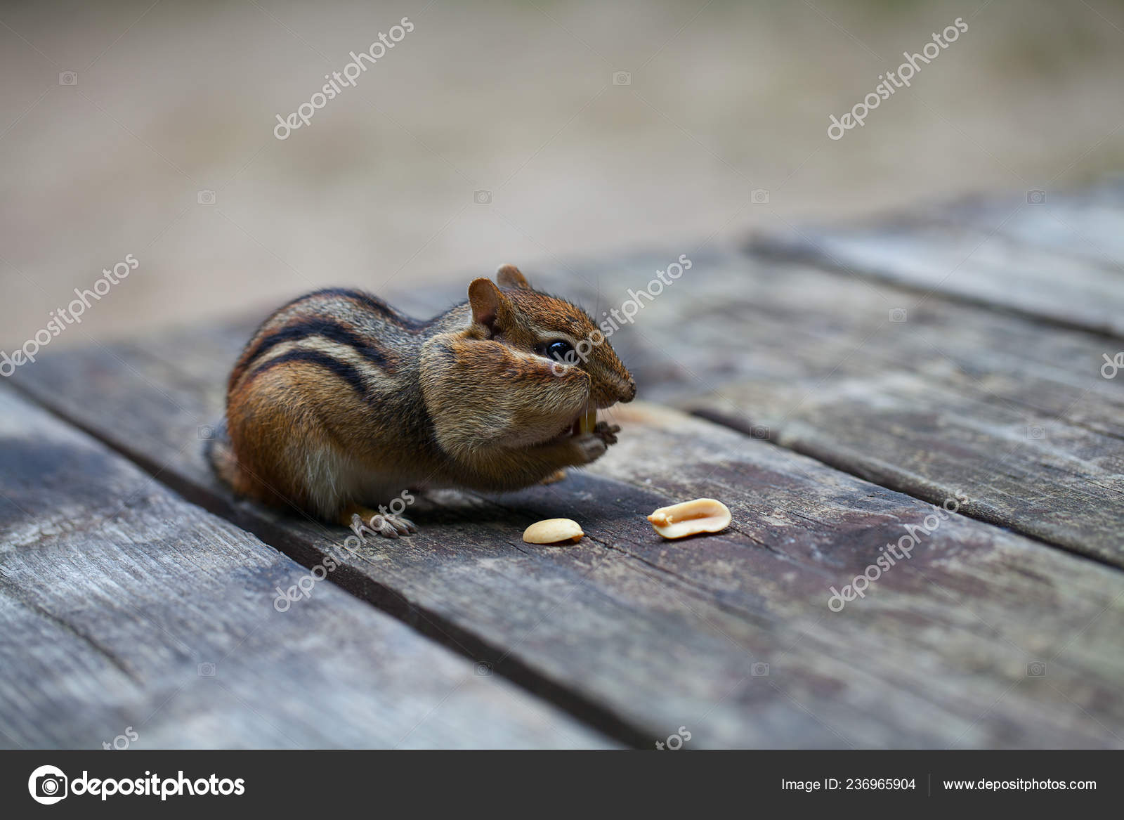 Cute Chipmunk Eating Peanuts Stock Photo by ©dianazh 236965904
