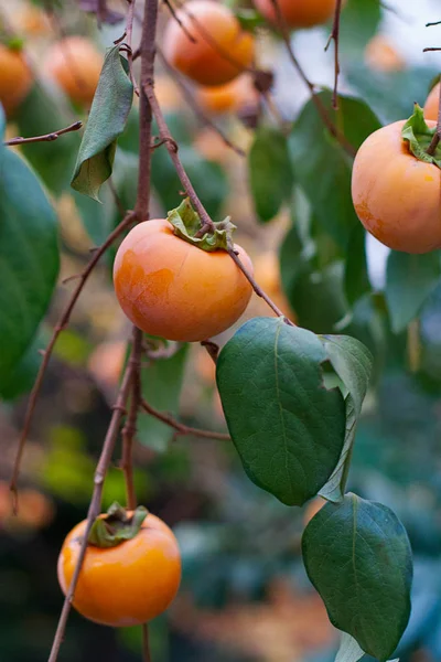Persimmon tree Stock Photos, Royalty Free Persimmon tree Images | Depositphotos
