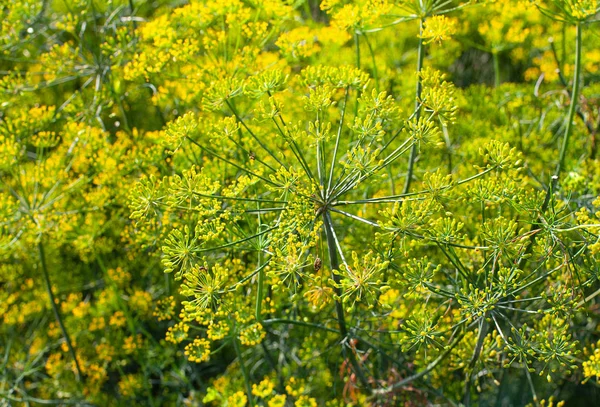 dill flowers growing on a summer day - Stock Image - Everypixel
