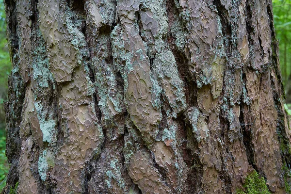 Aulne rouge images libres de droit, photos de Aulne rouge | Depositphotos