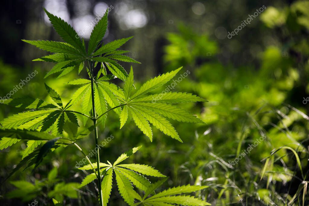 Hierba medicinal de la región meridional.Flor de marihuana planta ...