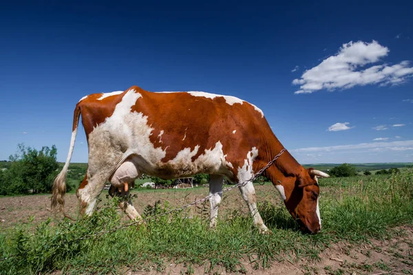 Red cow Stock Photos, Royalty Free Red cow Images | Depositphotos