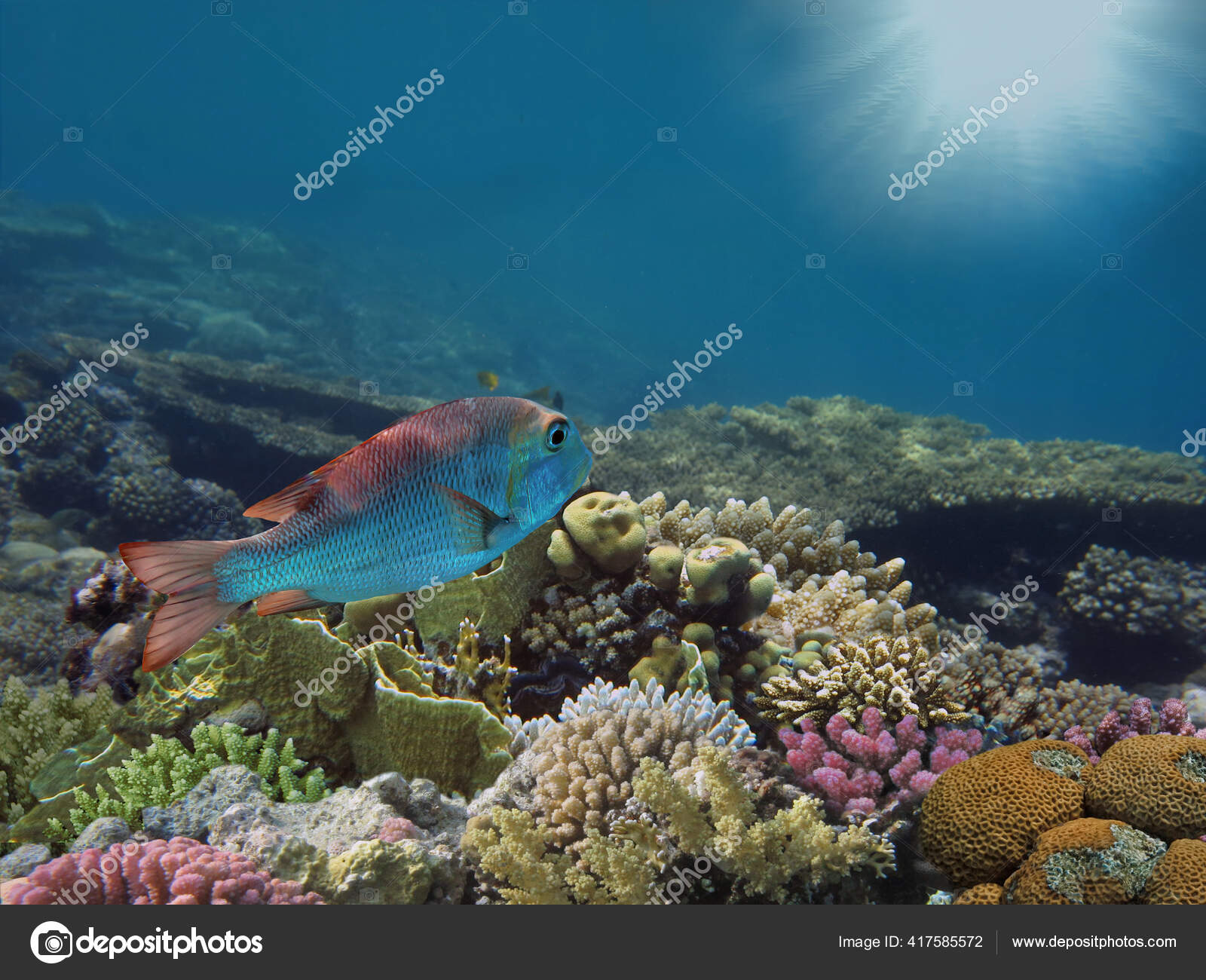 Coral Reefs Largest Natural Structures Red Sea Egypt Stock Photo by ...