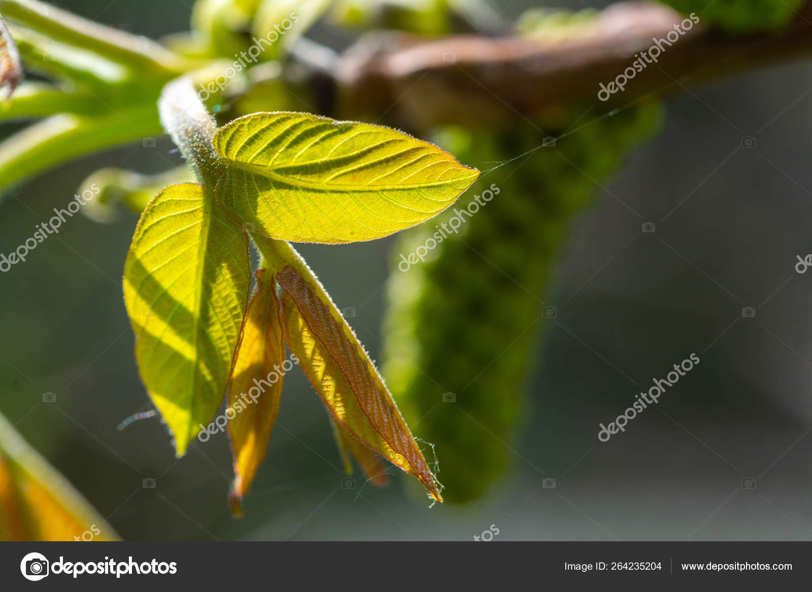 Buds and leaf of walnut tree - springtime in garden. — Stock Photo ...