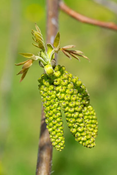 Flowering of walnut tree - springtime in garden. - Stock Image - Everypixel