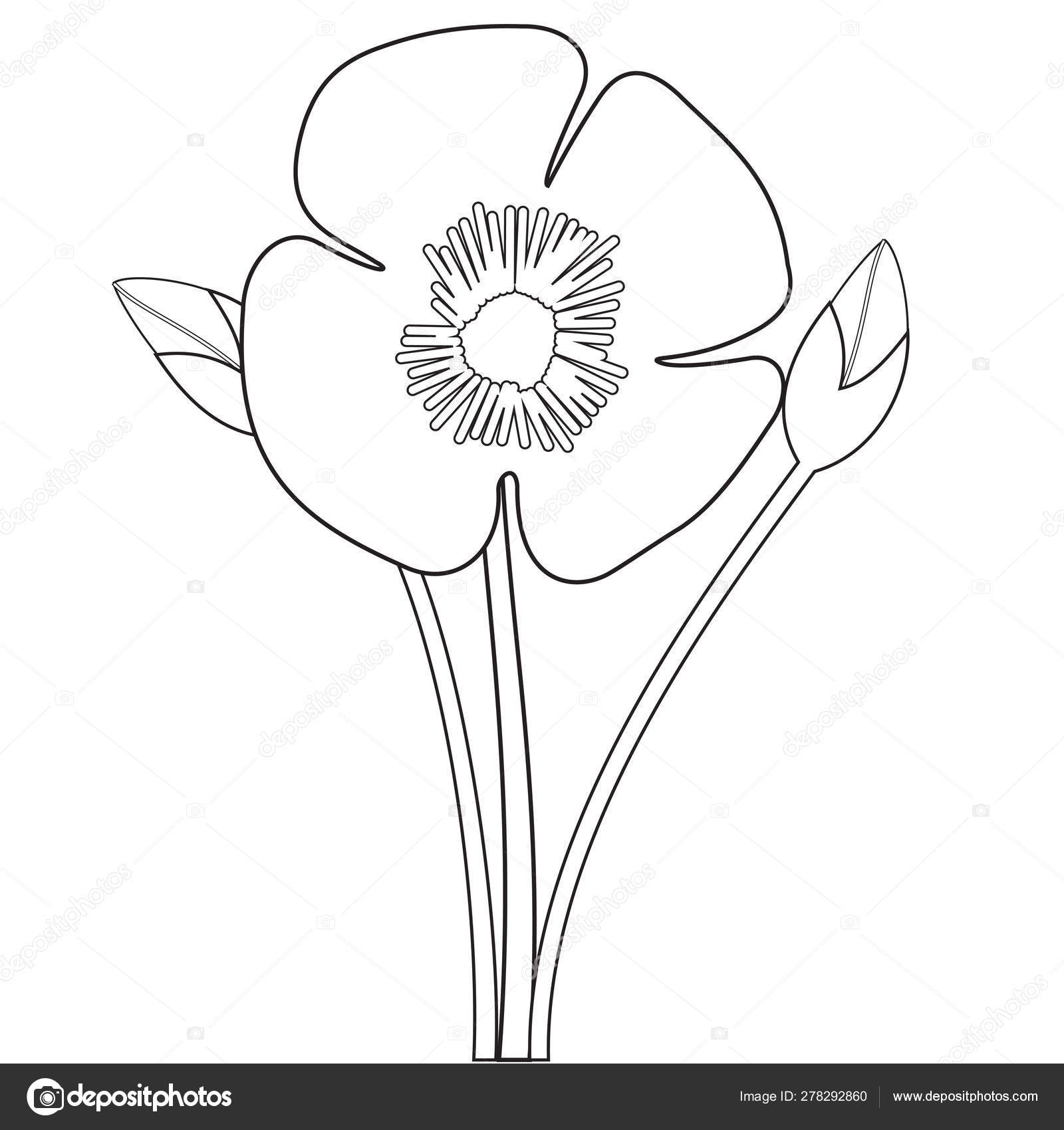 Poppy flower outlines — Stock Vector © rolaks #278292860