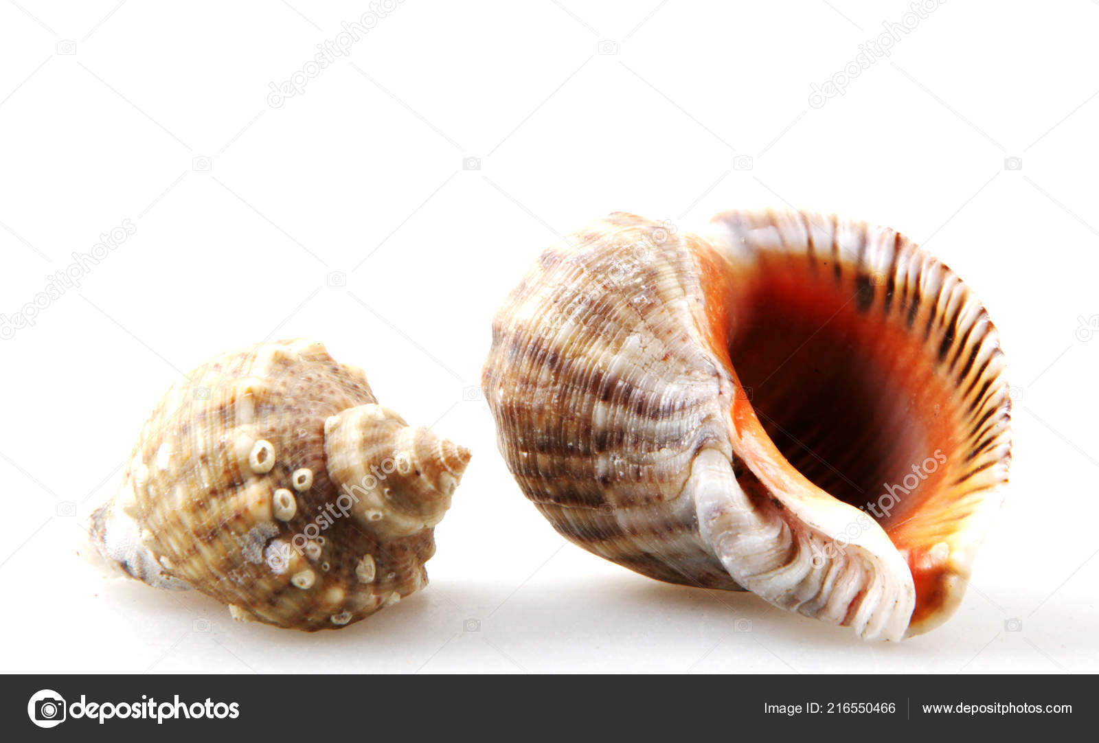 Rapana Isolated White Background Stock Photo by ©nenovbrothers 216550466