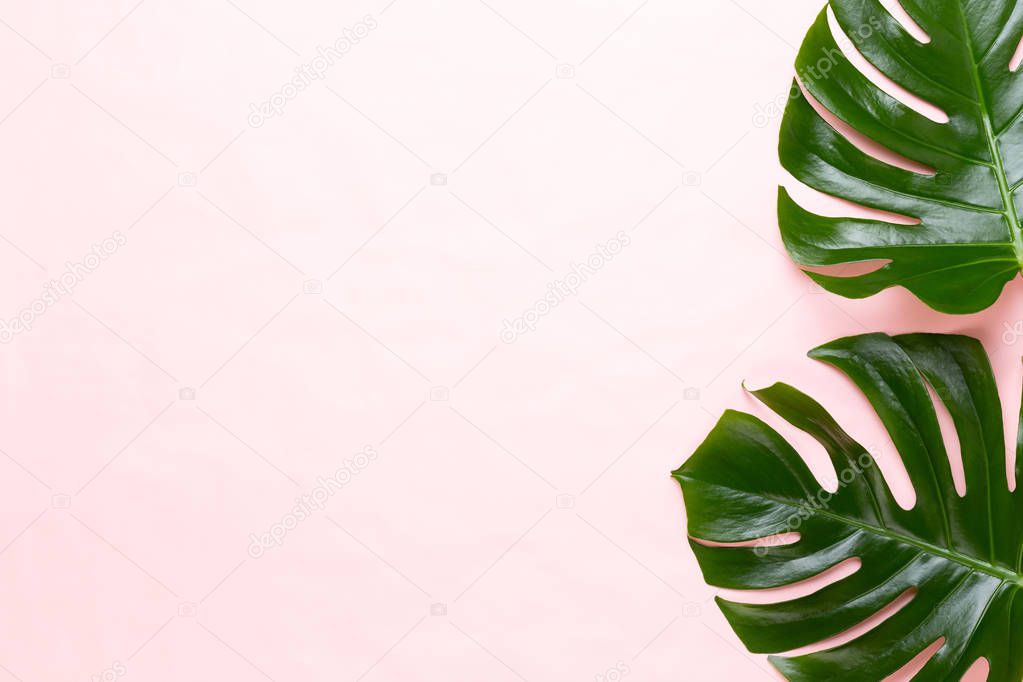 Hoja de la Selva Tropical, Monstera, descansando sobre superficie plana ...