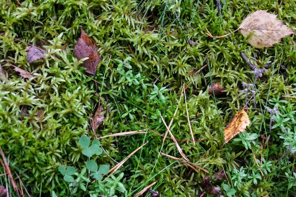 Moss carpet Stock Photos, Royalty Free Moss carpet Images | Depositphotos