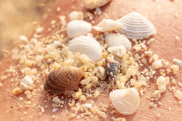 Shell skin Images - Search Images on Everypixel