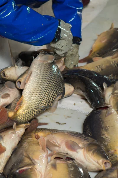 Fish farming, farm for the breeding of carps. Catch biomass and manual ...