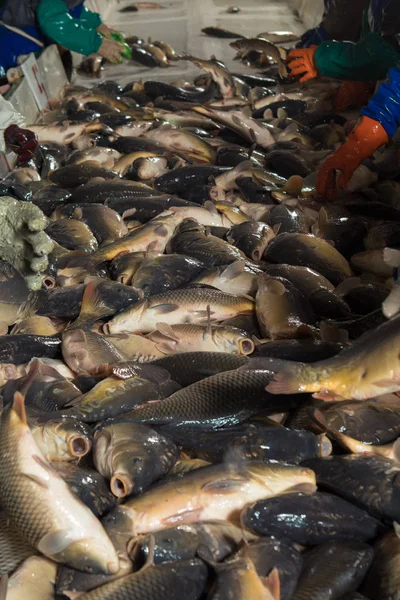 Fish farming, farm for the breeding of carps. Catch biomass and manual ...