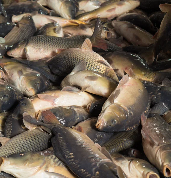 Fish farming, farm for the breeding of carps. Catch biomass and manual ...