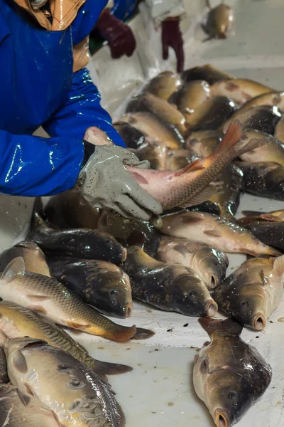 Fish farming, farm for the breeding of carps. Catch biomass and manual ...