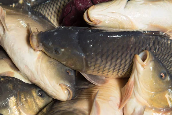 Fish farming, farm for the breeding of carps, pike and sturgeon. Catch ...