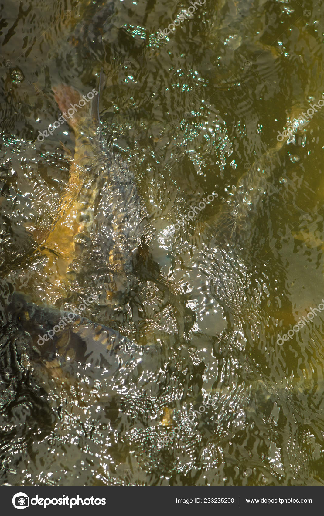 Fish Farming Farm Breeding Carp Catch Biomass Sorting Fish — Stock ...