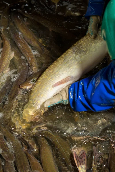 Fish farming, farm breeding carp, catch biomass, sorting fish - Stock ...