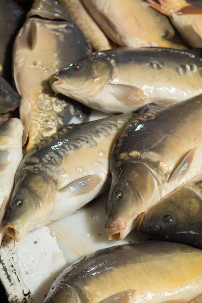 Fish farming, farm for the breeding of carps. Catch biomass and manual ...