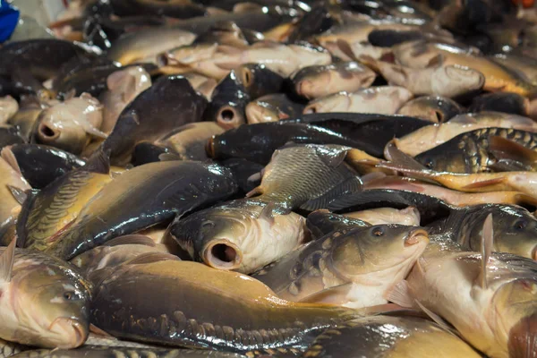 Fish farming, farm for the breeding of carps. Catch biomass and manual ...