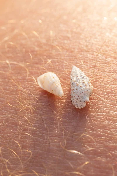 Shell skin Images - Search Images on Everypixel