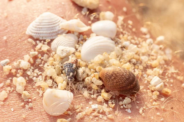 Shell skin Images - Search Images on Everypixel